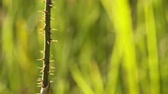 Briar Thorns