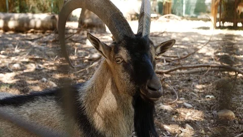 Close up of a wild goat scratching itsel... | Stock Video | Pond5
