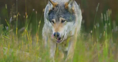 Close Up Of A Wild Male Wolf Walking In ... | Stock Video | Pond5