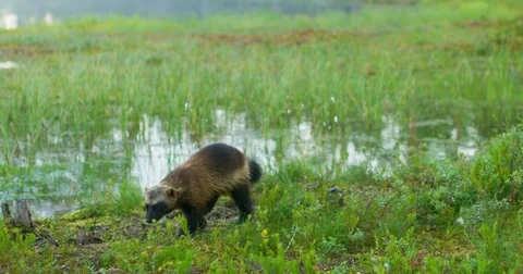Close-up of a wild wolverine walking fre... | Stock Video | Pond5