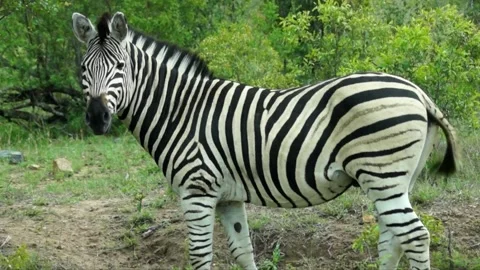 close up of wild zebra eating in South A... | Stock Video | Pond5