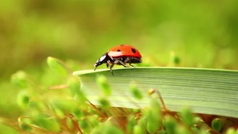 Close-up wildlife of a ladybug in the gr... | Stock Video | Pond5