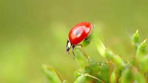Close-up wildlife of a ladybug in the gr... | Stock Video | Pond5