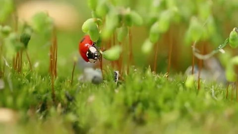 Close-up wildlife of a ladybug in the gr... | Stock Video | Pond5