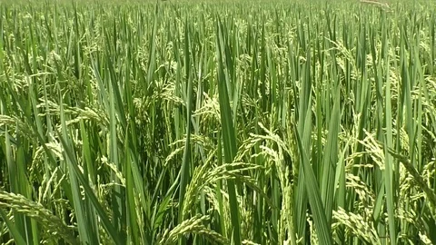 A close up of a windy ready to harvest r... | Stock Video | Pond5