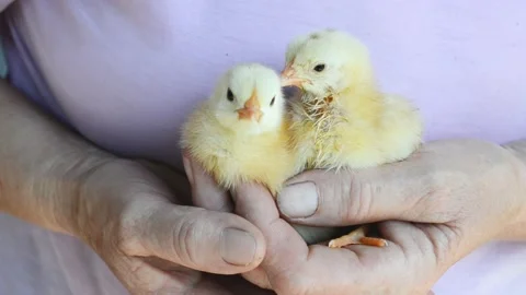 Women Born Video Stock Videos – Royalty-Free HD & 4K Videos