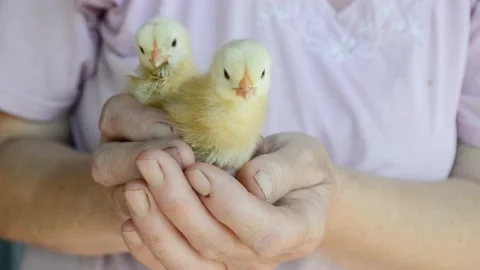 Women Born Video Stock Videos – Royalty-Free HD & 4K Videos