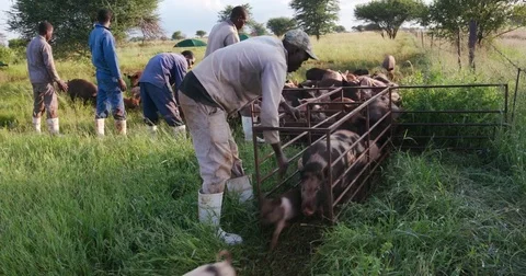 Close-up of workers counting pigs on a f... | Stock Video | Pond5