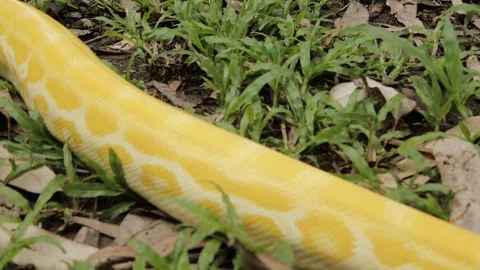 Close up of a yellow Burmese python's bo... | Stock Video | Pond5
