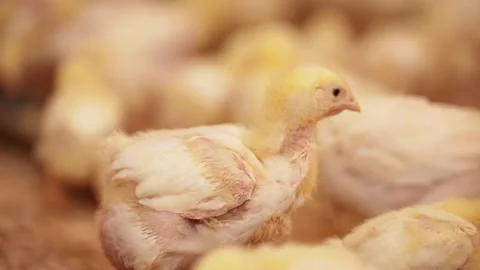 Yellow Peep Chick Stock Videos – Royalty-Free HD & 4K Videos | Pond5