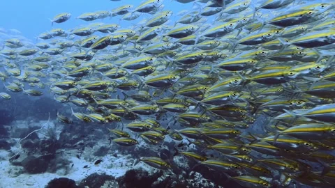 Fish Swarm Stock Videos – Royalty-Free HD & 4K Videos