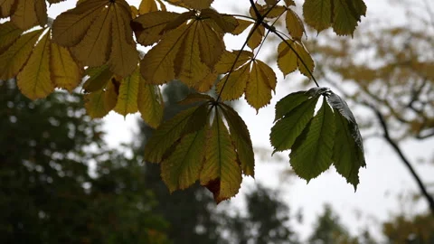 Close-up of yellow tree leaves. | Stock Video | Pond5
