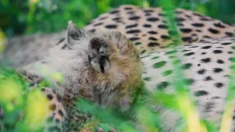 Close up of a young cheetah sucking milk... | Stock Video | Pond5