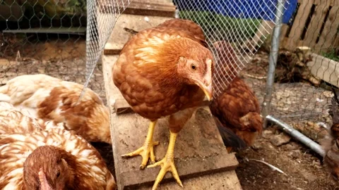 Close up of young chicken standing on ch... | Stock Video | Pond5