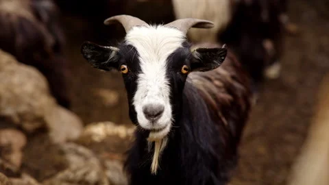 Close-Up Of A Young Mountain Goat With I... | Stock Video | Pond5