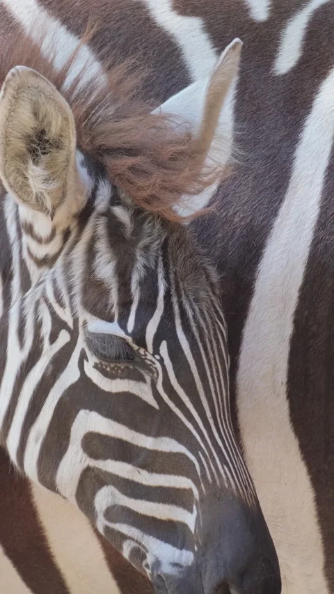A close-up of a zebra and her baby stand... | Stock Video | Pond5