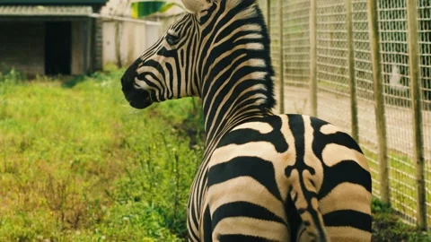 Zebra Animal Stock Footage ~ Royalty Free Stock Videos | Pond5