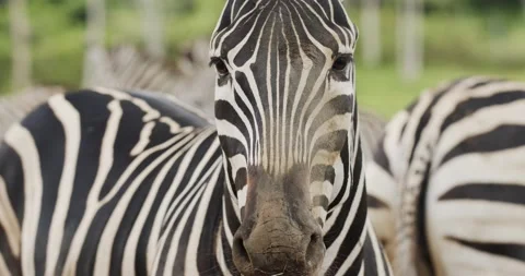 Close up, Zebra standing in the zoo in s... | Stock Video | Pond5