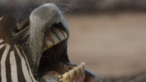 Zebra Animal Stock Footage ~ Royalty Free Stock Videos | Pond5