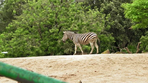Close-Up Of Zebra Walking On Hill Agains... | Stock Video | Pond5