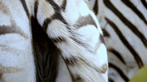 Close Up On Zebra's Back View, Moving It... | Stock Video | Pond5