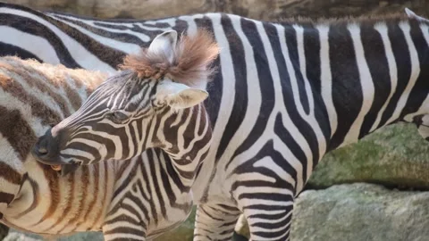 Close-up of zebra's head and neck, with ... | Stock Video | Pond5