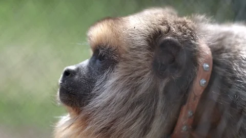 Close-up of zoo monkey. Extreme closeup ... | Stock Video | Pond5
