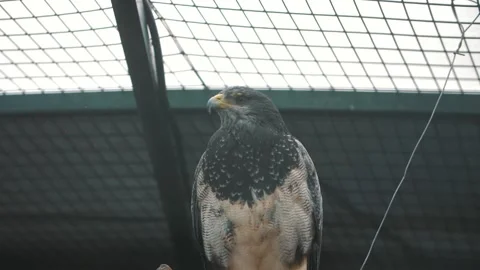 Close up zoom of a grey hawk inside of a... | Stock Video | Pond5
