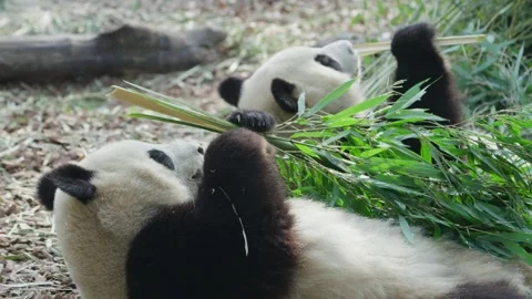 close up zoom out view of two giant pand... | Stock Video | Pond5