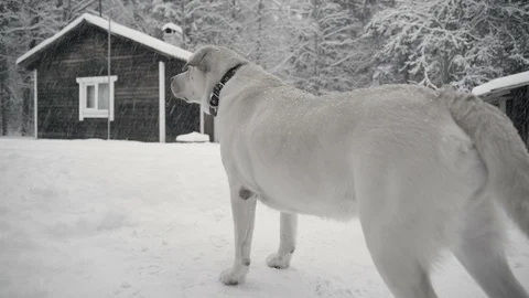 Closer look of the back of the Labrador ... | Stock Video | Pond5