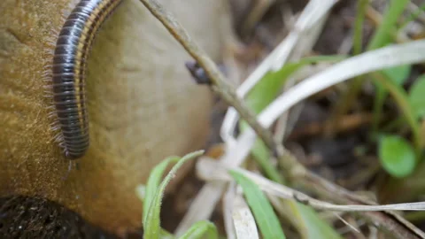 The closer look of the black worm on the... | Stock Video | Pond5