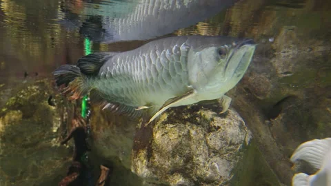 Closer look of the fish swimming in the ... | Stock Video | Pond5