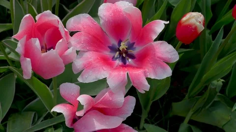 Closer look of the fully bloomed flower ... | Stock Video | Pond5