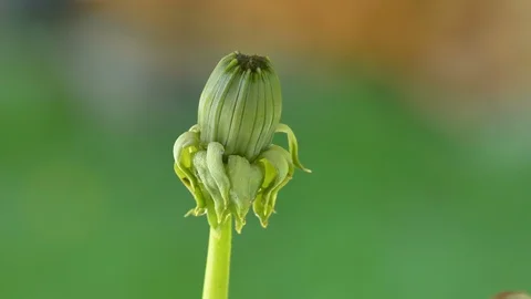 Closer look of the green bud of the dais... | Stock Video | Pond5