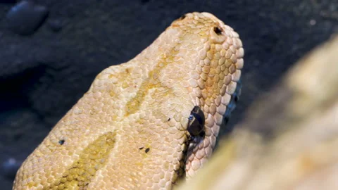 Closer look of the head of the boa const... | Stock Video | Pond5