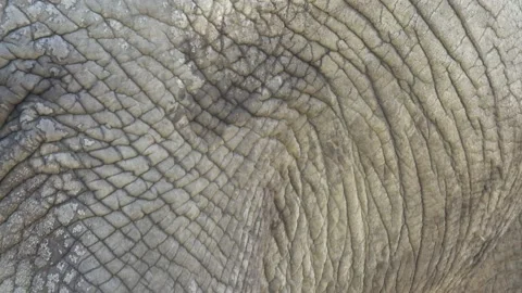 The closer look of the muddy skin of the... | Stock Video | Pond5