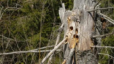Closer look of the old withered branches... | Stock Video | Pond5
