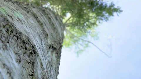 The closer look of the skin of the birch... | Stock Video | Pond5