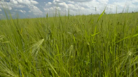 Closer look of the tall wheat grasses | Stock Video | Pond5