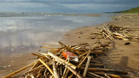 Closer look of the twigs on the sandy sh... | Stock Video | Pond5