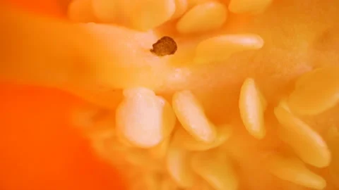 Closer look of the white tiny seeds of t... | Stock Video | Pond5
