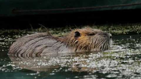 A closer side view of a big nutria sitti... | Stock Video | Pond5