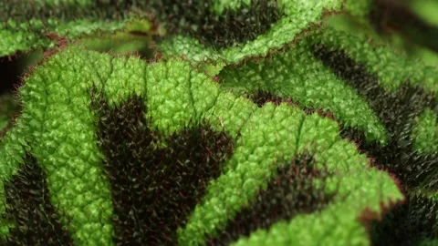 Closer view and tilt up camera movement ... | Stock Video | Pond5