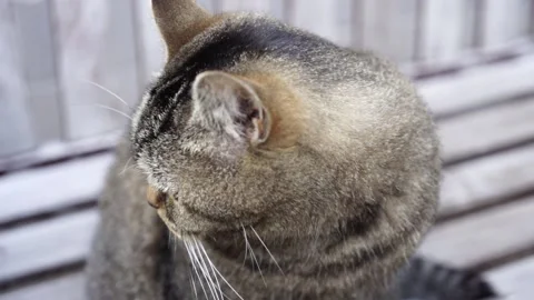 Closeup of an adorable grey cat licking ... | Stock Video | Pond5
