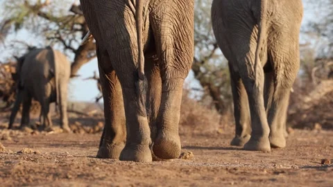 Closeup of African elephants' feet walki... | Stock Video | Pond5
