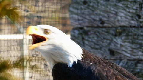 Bald Eagle Sounds Stock Videos – Royalty-Free HD & 4K Videos | Pond5