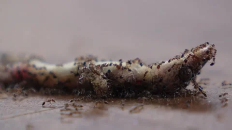 Closeup of Ants Eating Dead Body of Liza... | Stock Video | Pond5