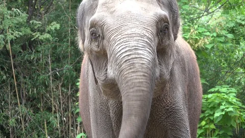 Asian Elephant Trunk Stock Videos – Royalty-Free HD & 4K Videos