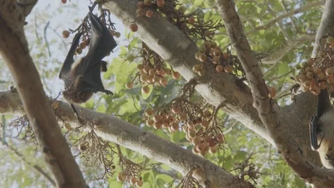 Closeup of bat peeing while hanging from... | Stock Video | Pond5