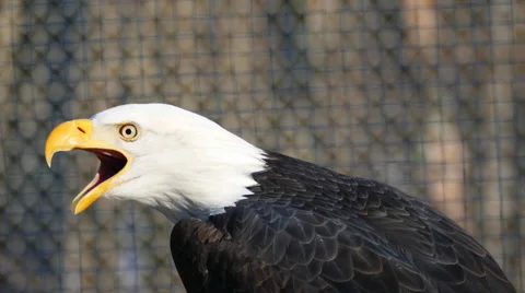 Bald Eagle Sounds Stock Videos – Royalty-Free HD & 4K Videos | Pond5